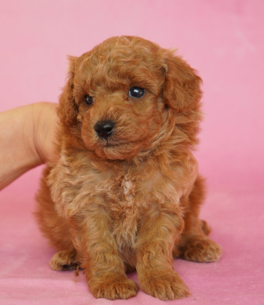 A7_01449-1 | つくばのペットサロン ビークラブ